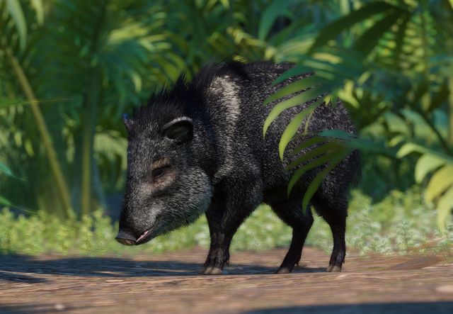 Collared Peccary | Planet Zoo Wiki | Fandom