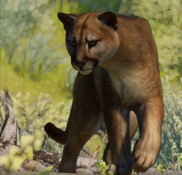 Puma | Wiki Planet Zoo | Fandom