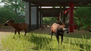 Bongo | Planet Zoo Wiki | Fandom
