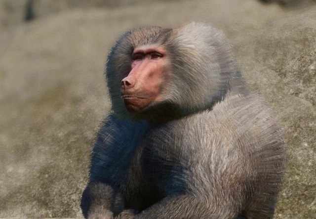 Hamadryas Baboon | Planet Zoo Wiki | Fandom