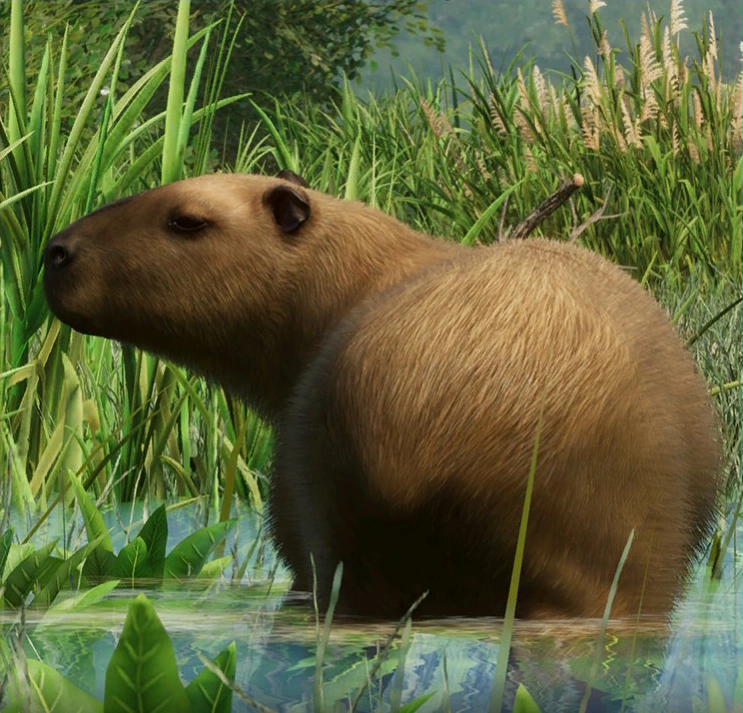 Capybara | Wiki Planet Zoo | Fandom