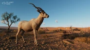 Arid Animal Pack | Planet Zoo Wiki | Fandom