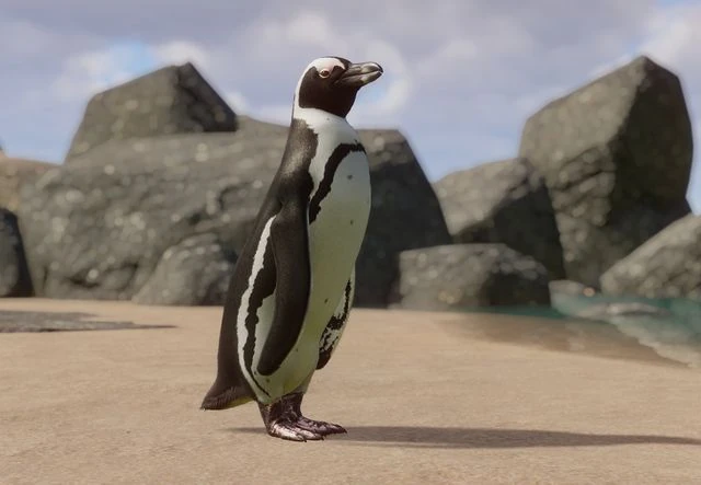 African Penguin | Planet Zoo Wiki | Fandom