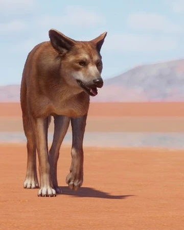 Australian Dingo Pack
