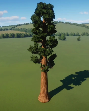 Single Redwood Tree