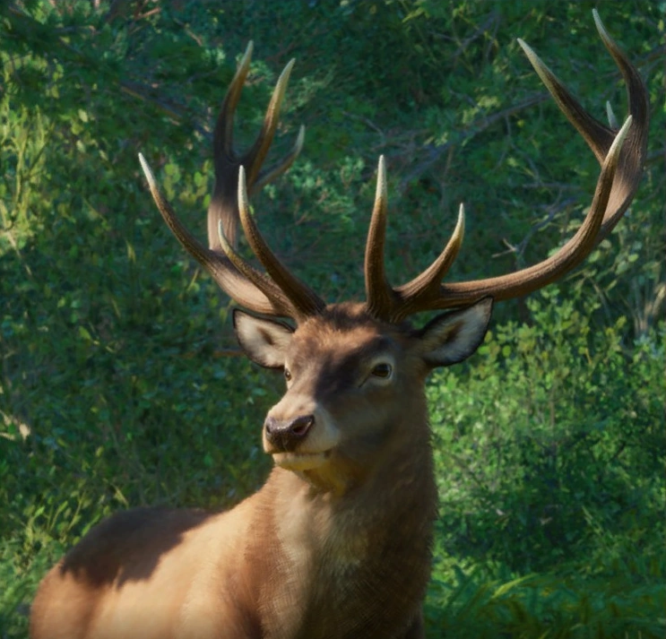 Cerf élaphe | Wiki Planet Zoo | Fandom