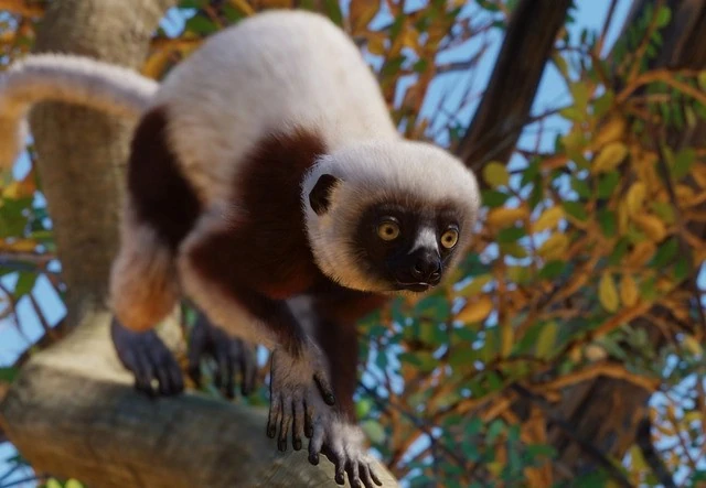 Coquerel's Sifaka | Planet Zoo Wiki | Fandom