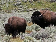 American Bison | Planet Zoo Wiki | Fandom
