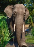 Bornean Elephant | Planet Zoo Wiki | Fandom