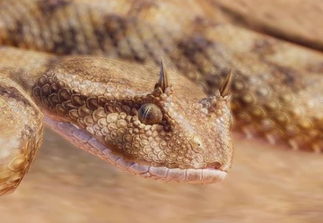Desert Horned Viper Diet