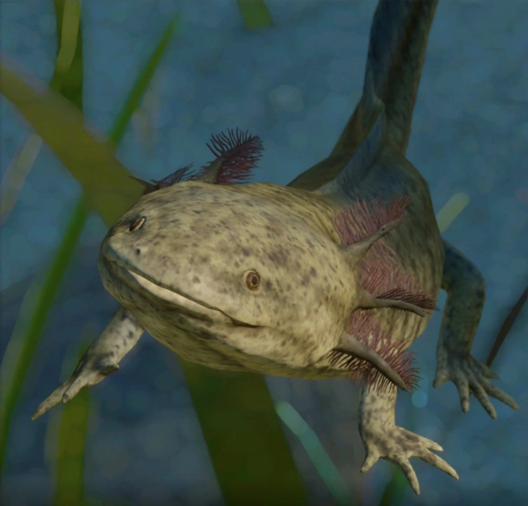Axolotl | Wiki Planet Zoo | Fandom