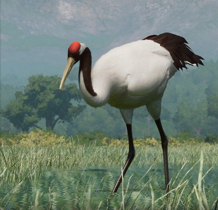 Grue du Japon | Wiki Planet Zoo | Fandom