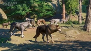 Timber Wolf | Planet Zoo Wiki | Fandom
