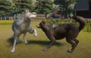 Timber Wolf | Planet Zoo Wiki | Fandom