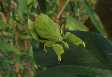 Leaf Insect Camouflage