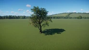 Mpingo Tree | Planet Zoo Wiki | Fandom