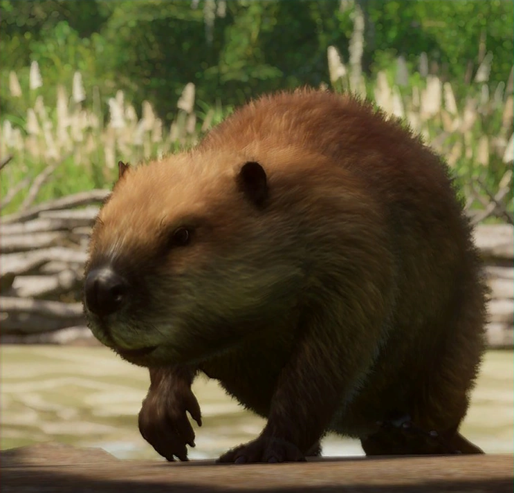 Castor du Canada | Wiki Planet Zoo | Fandom