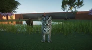 Breeding Animals | Planet Zoo Wiki | Fandom