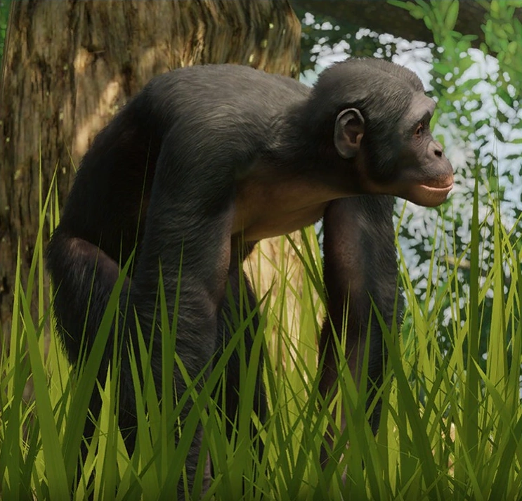 Bonobo | Wiki Planet Zoo | Fandom