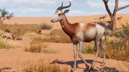 Dama Gazelle | Planet Zoo Wiki | Fandom