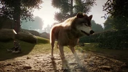Timber Wolf | Planet Zoo Wiki | Fandom