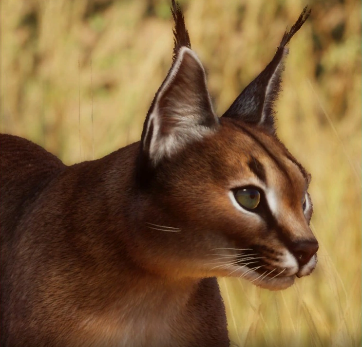 Caracal | Wiki Planet Zoo | Fandom