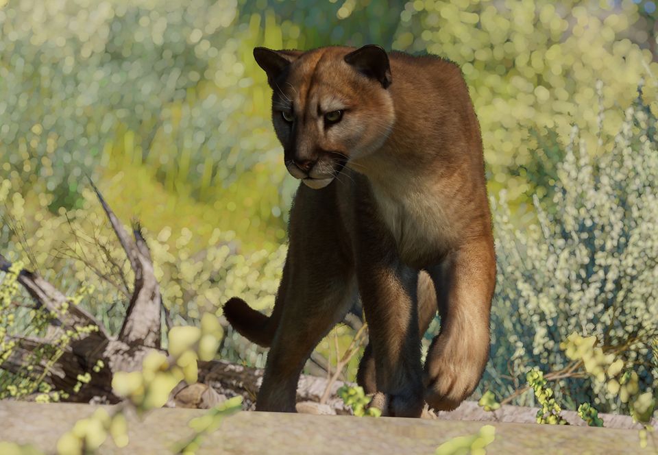 Cougar | Planet Zoo Wiki | Fandom
