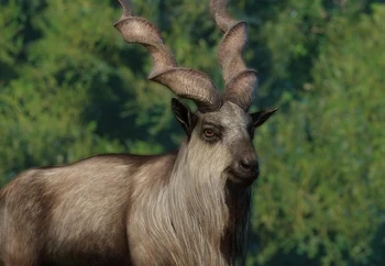 Markhor | Planet Zoo Wiki | Fandom