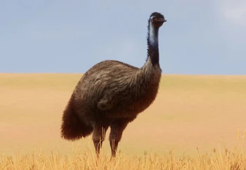 Emu | Planet Zoo Wiki | Fandom