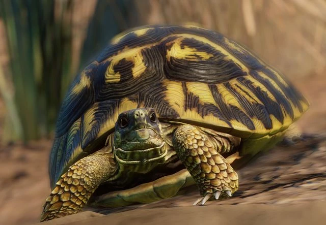 Hermann's Tortoise | Planet Zoo Wiki | Fandom