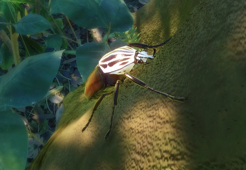 Goliath Beetle Flying
