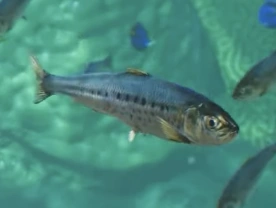 Pacific Sardine | Planet Zoo Wiki | Fandom