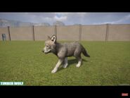 Timber Wolf | Planet Zoo Wiki | Fandom