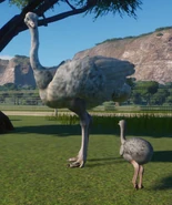 Breeding Animals | Planet Zoo Wiki | Fandom