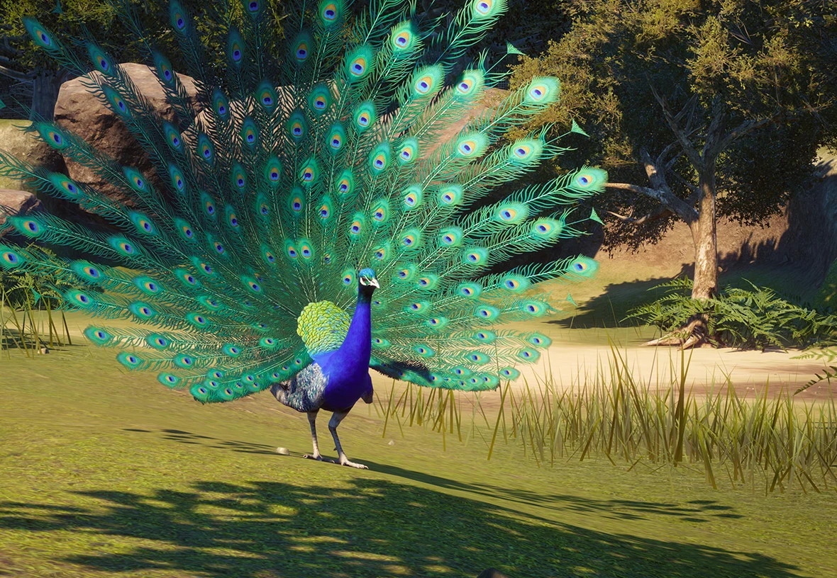 Pavo Real Común | Planet Zoo Wiki | Fandom