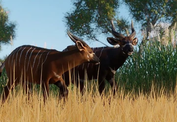 Bongo Nyala