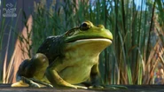 American Bullfrog | Planet Zoo Wiki | Fandom