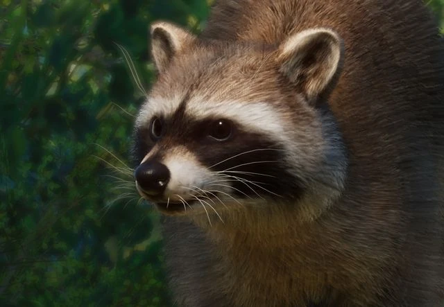 Mapache Boreal | Planet Zoo Wiki | Fandom