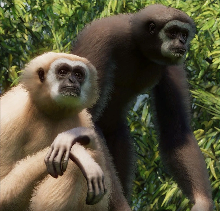 Gibbon à mains blanches | Wiki Planet Zoo | Fandom