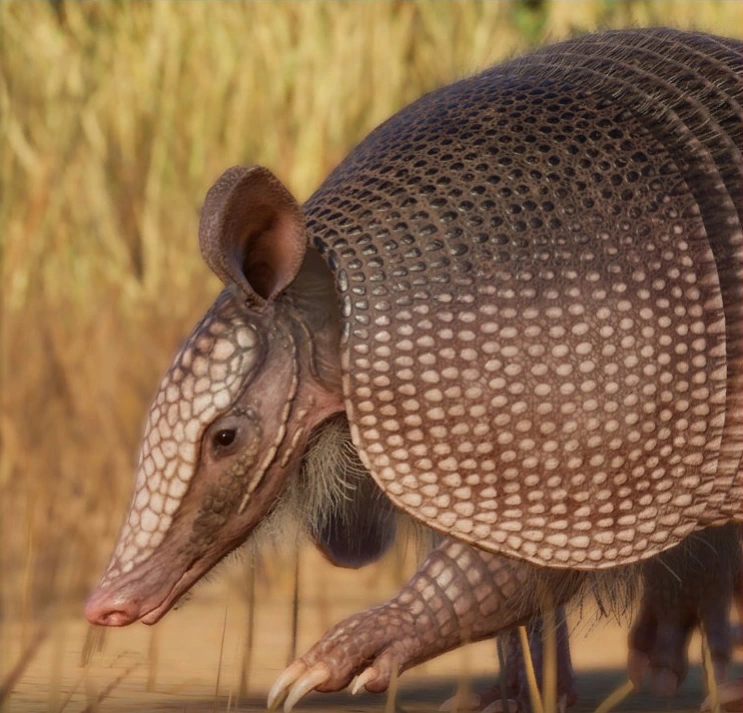 Tatou à neuf bandes | Wiki Planet Zoo | Fandom