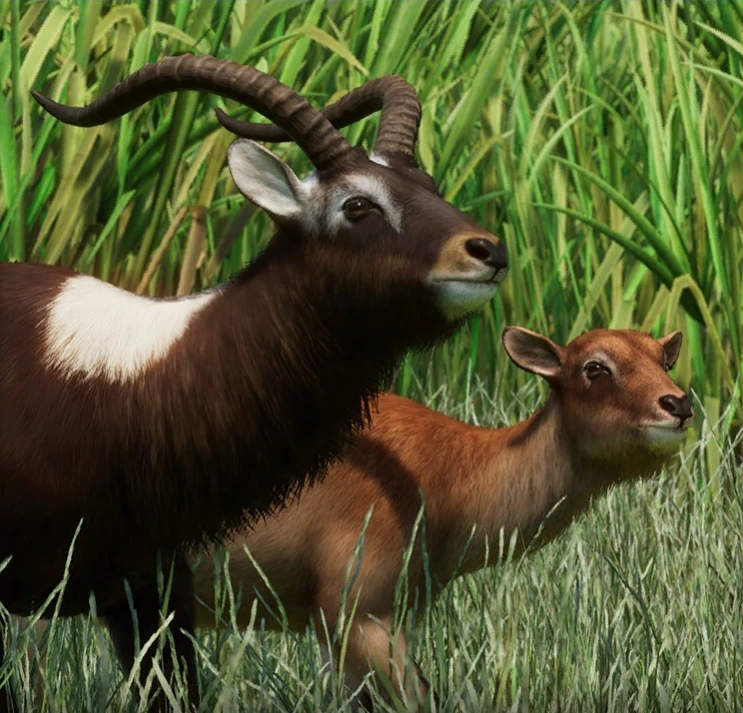 Cobe de Mrs Gray | Wiki Planet Zoo | Fandom