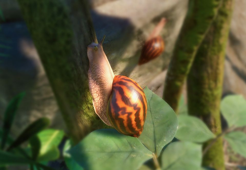 Brazilian Deadly Snail