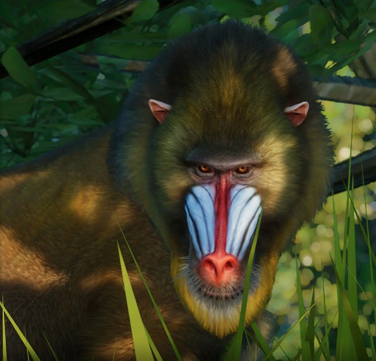 Mandrill | Wiki Planet Zoo | Fandom