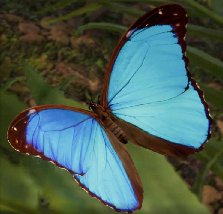 Morpho bleu | Wiki Planet Zoo | Fandom