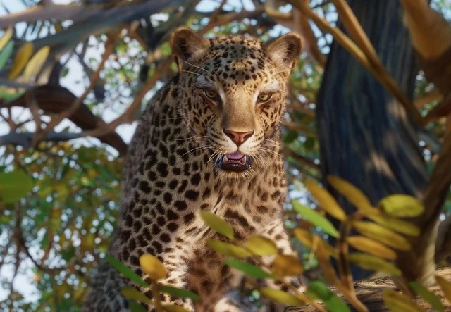 African Leopard | Planet Zoo Wiki | Fandom