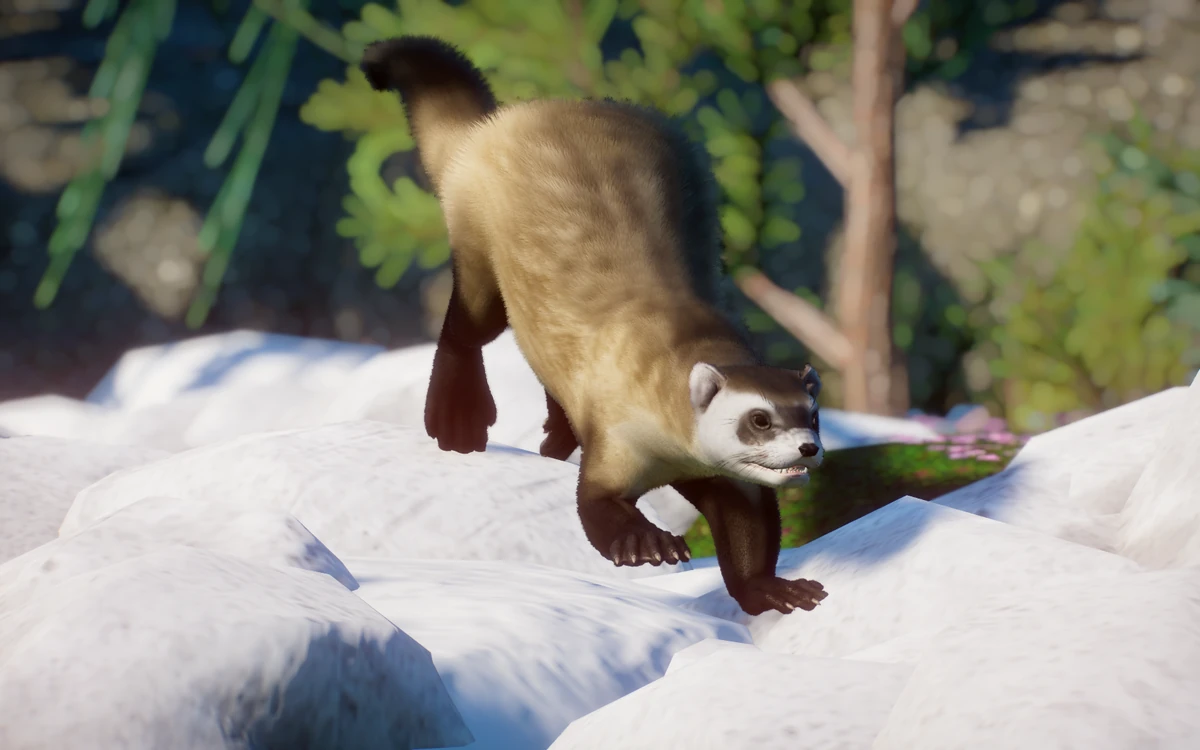 Black-Footed Ferret (LeafProductions) | Planet Zoo Modding Library Wiki | Fandom