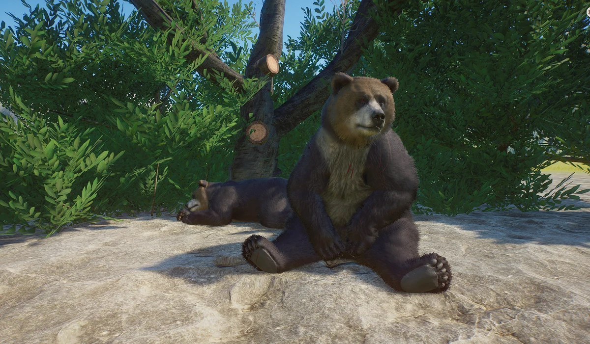 Tibetan Blue Bear (AD & GiornoPizza) | Planet Zoo Modding Library Wiki | Fandom