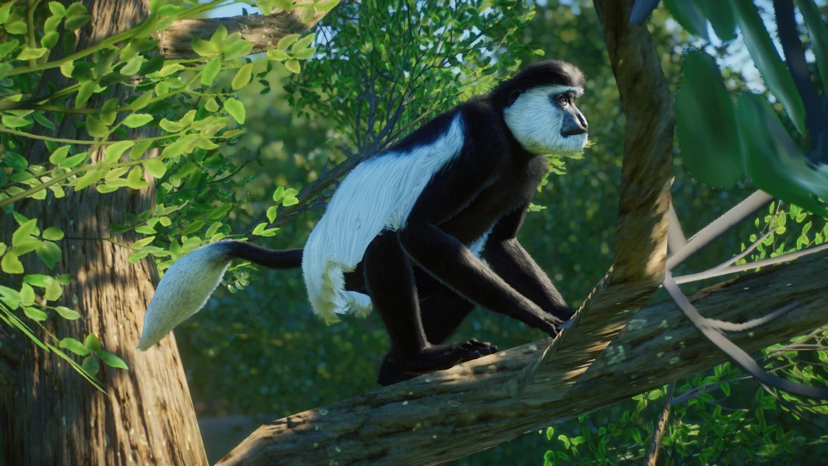 Eastern Black And White Colobus (Narwhaler) | Planet Zoo Modding Library Wiki | Fandom
