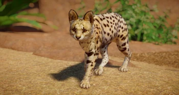 Serval (Mergiee) | Planet Zoo Modding Library Wiki | Fandom