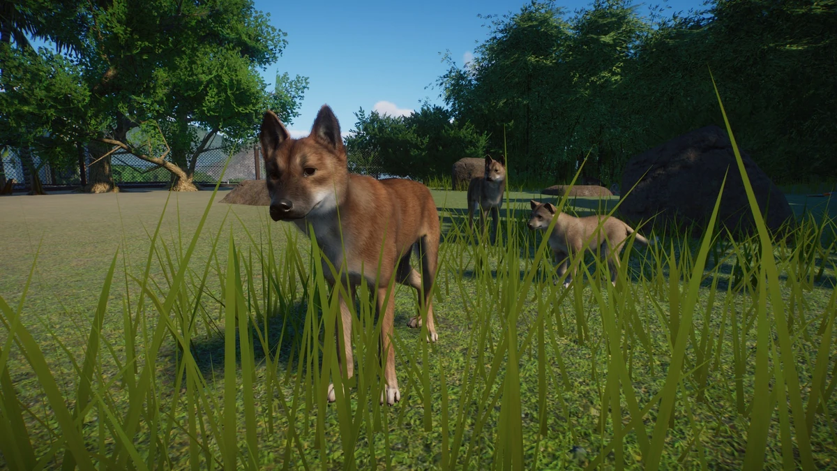 New Guinea Singing Dog (levelwolf) | Planet Zoo Modding Library Wiki | Fandom